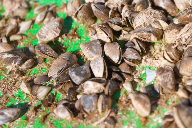 Idaho throws kitchen sink at quagga mussels | Farm & Ranch ...