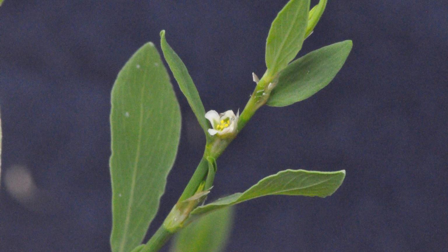 prostrate knotweed uk