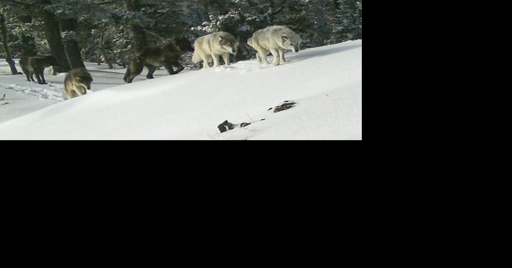 Oregon confirms new wolves in northern Cascade Mountains | Regional ...