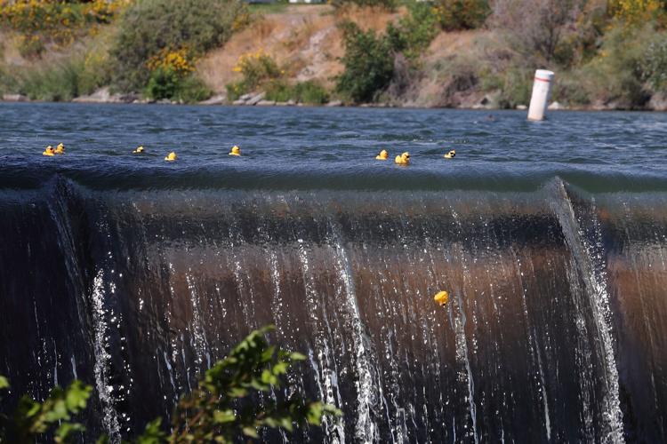 Great Snake River Greenbelt Duck Race sells out on ducks | Local News ...