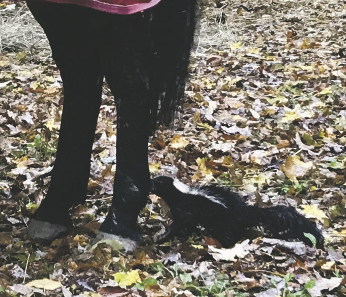 Barnyard Basics: A rabid skunk bites a horse | Barnyard Basics ...