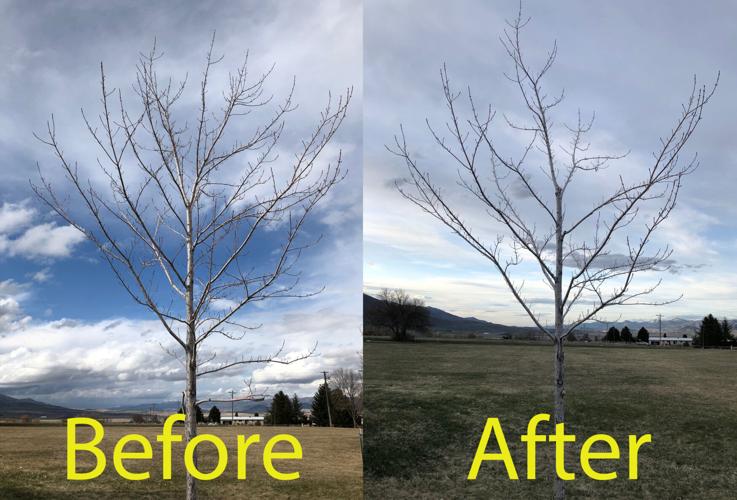 In the Garden: Training young shade trees | Columnists | postregister.com