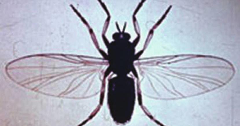 The Bug Box: Black flies, buffalo gnats, gnats | | postregister.com