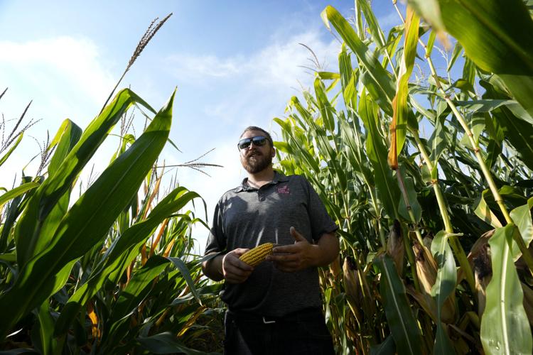 'Short corn' could replace the towering cornfields steamrolled by a ...