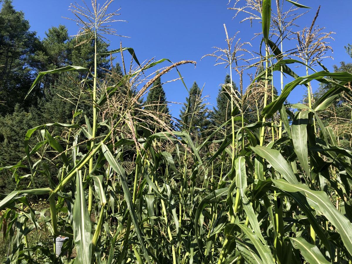 COLUMN: Thoughts from among the high corn