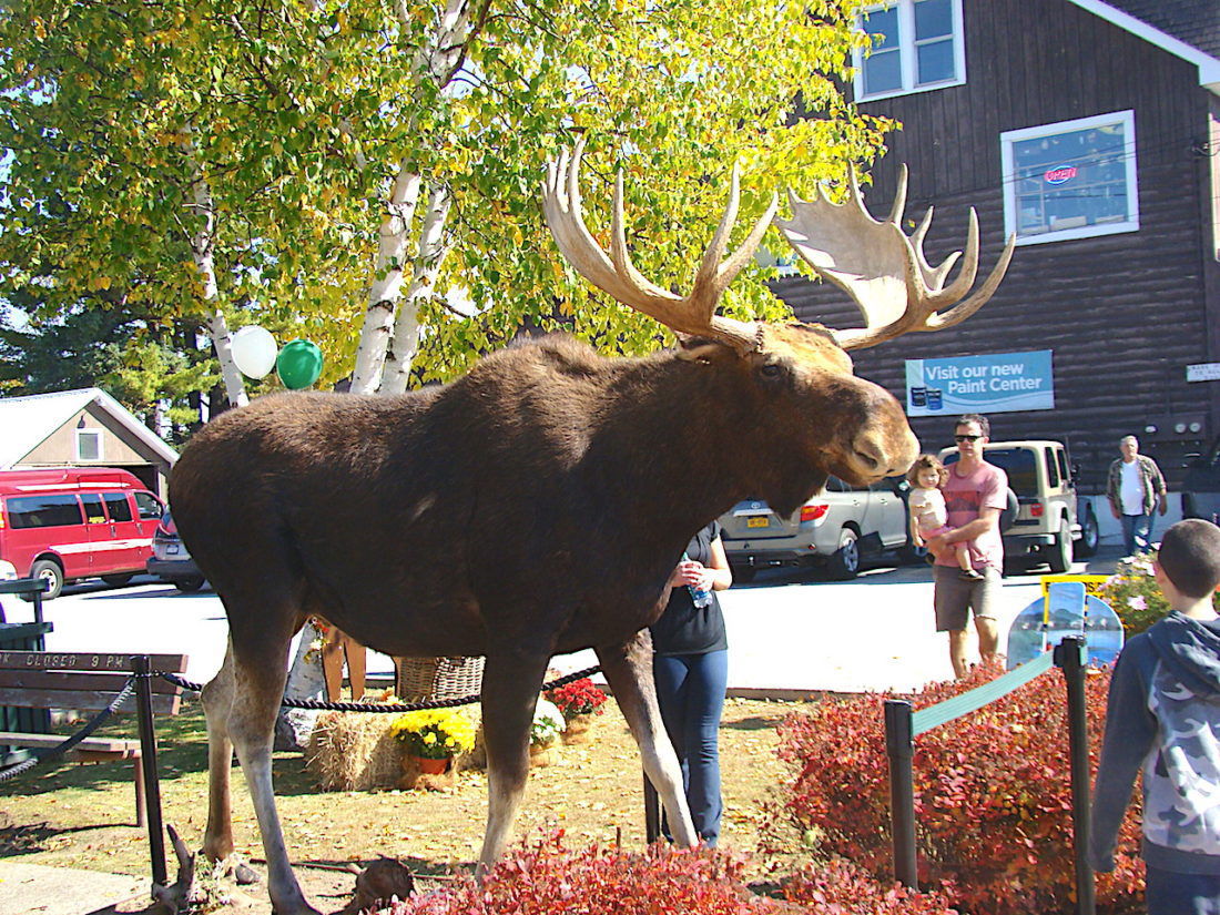 Indian Lake celebrates Great Adirondack Moose Festival this weekend