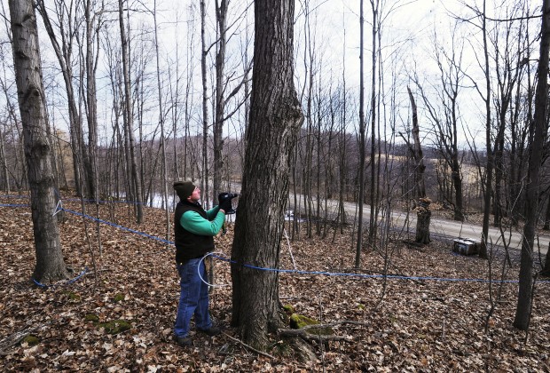 Maple farms ready for syrup season