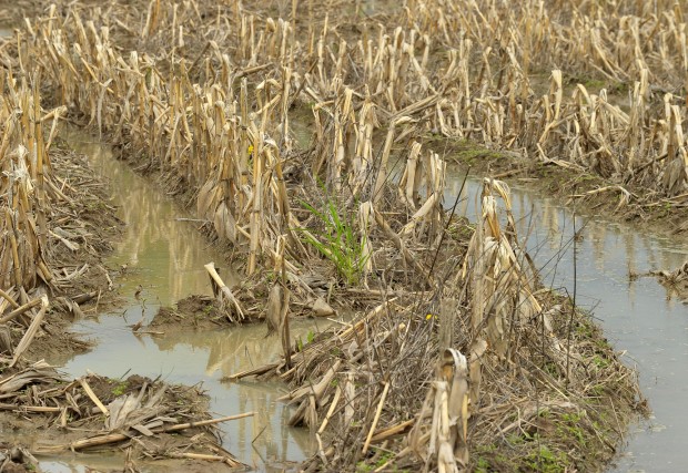 Wet fields pose problems for area farmers