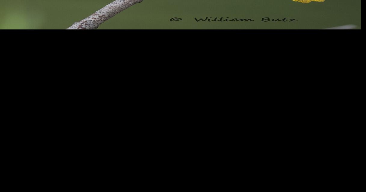 William Butz- Cedar Waxwing at Pond