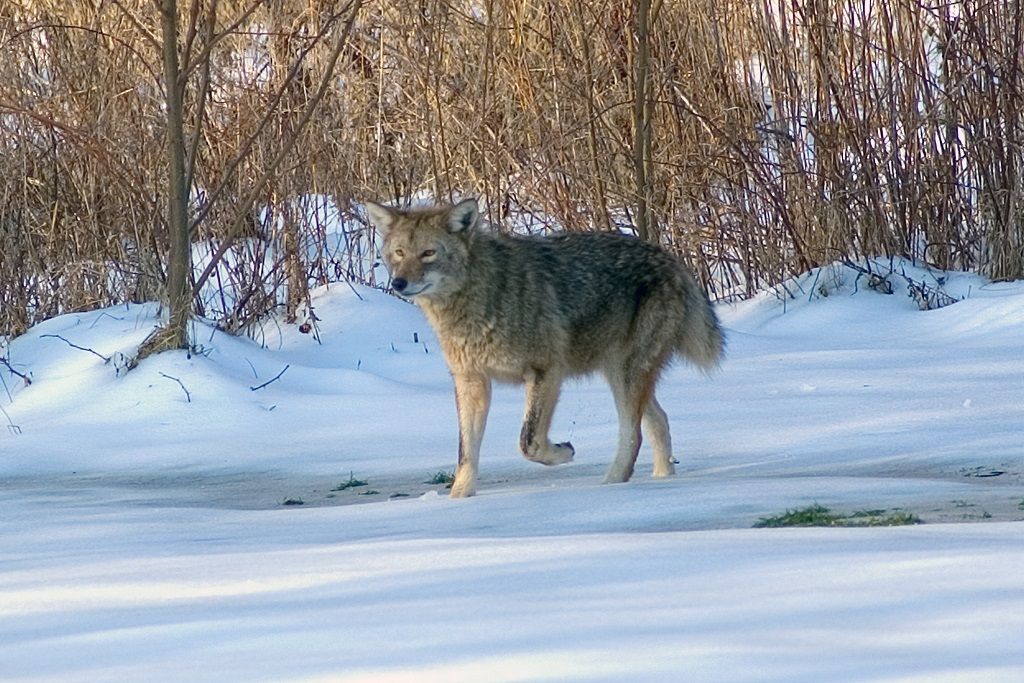 Prowling, howling coyotes making presence felt