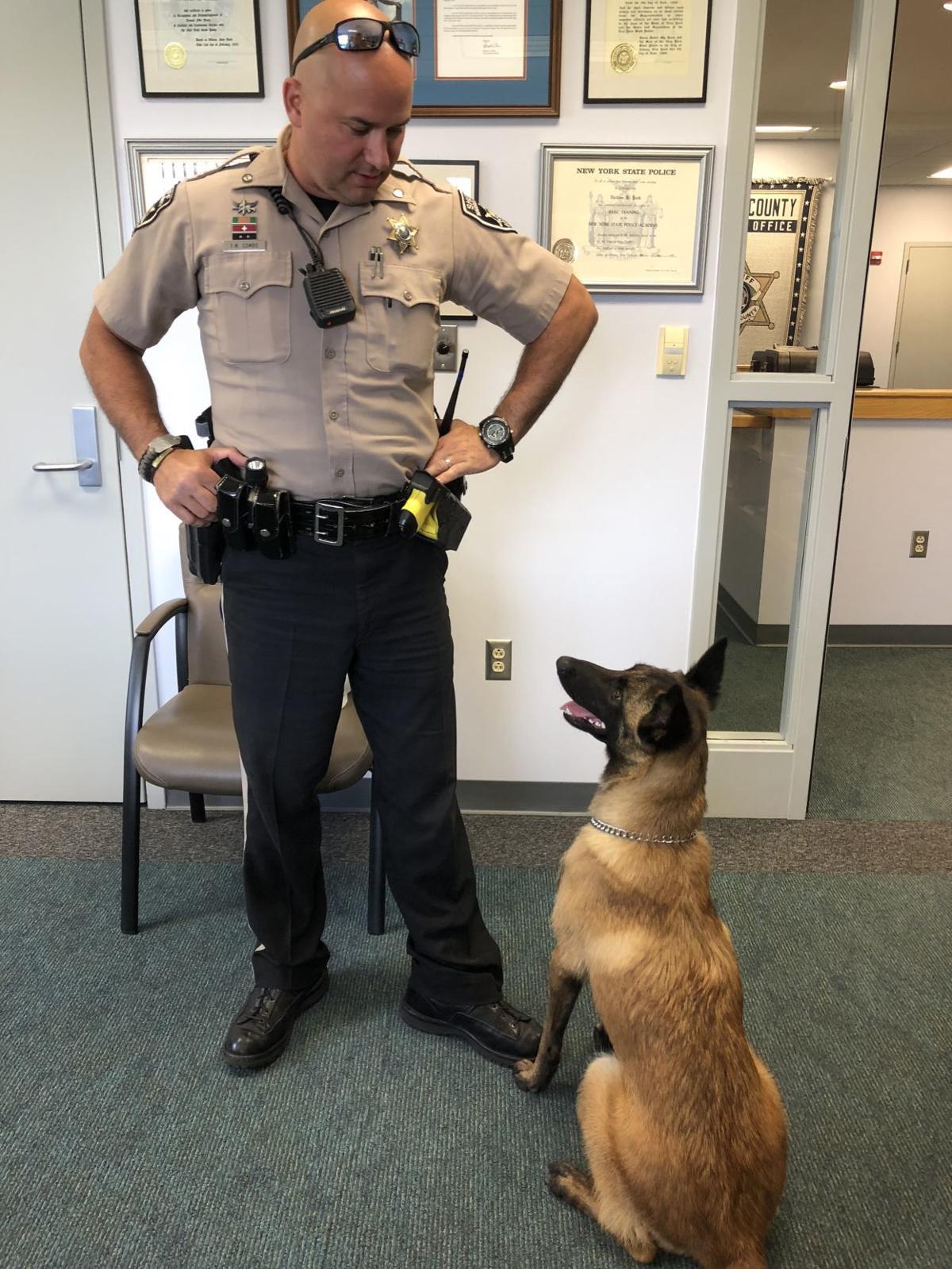 Sheriff's office names new police dog for late Hudson Falls detective ...