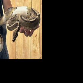 Rescued snakes now ready for adoption in Warren County