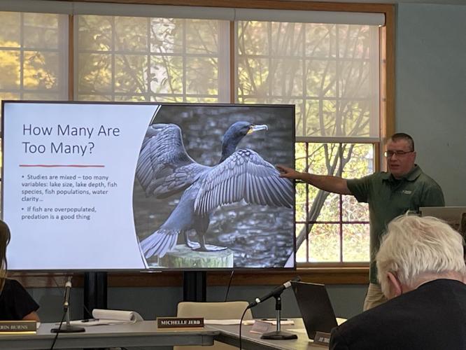 Lake George biologist clarifies Lake George cormorant issues