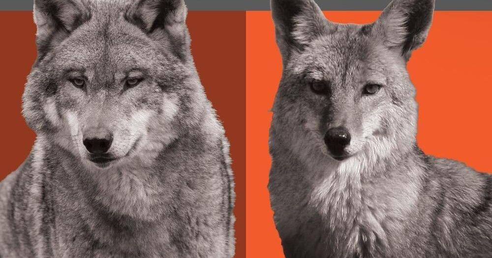 Rare gray wolf encounter in New York