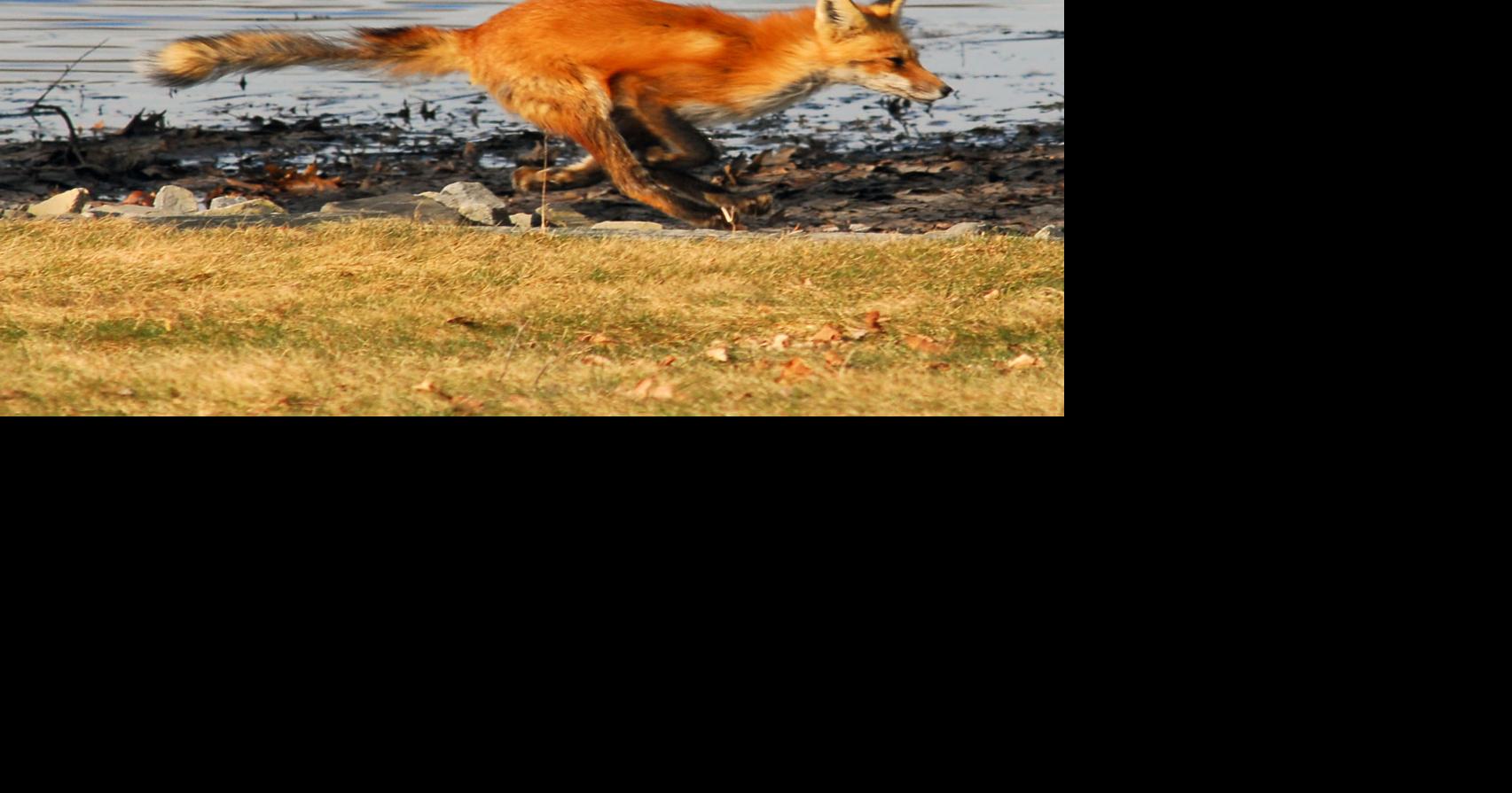 Rabid foxes bite people in Bolton, Queensbury