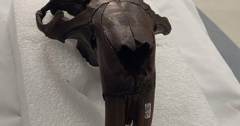 Inside a 70-million-year-old time capsule