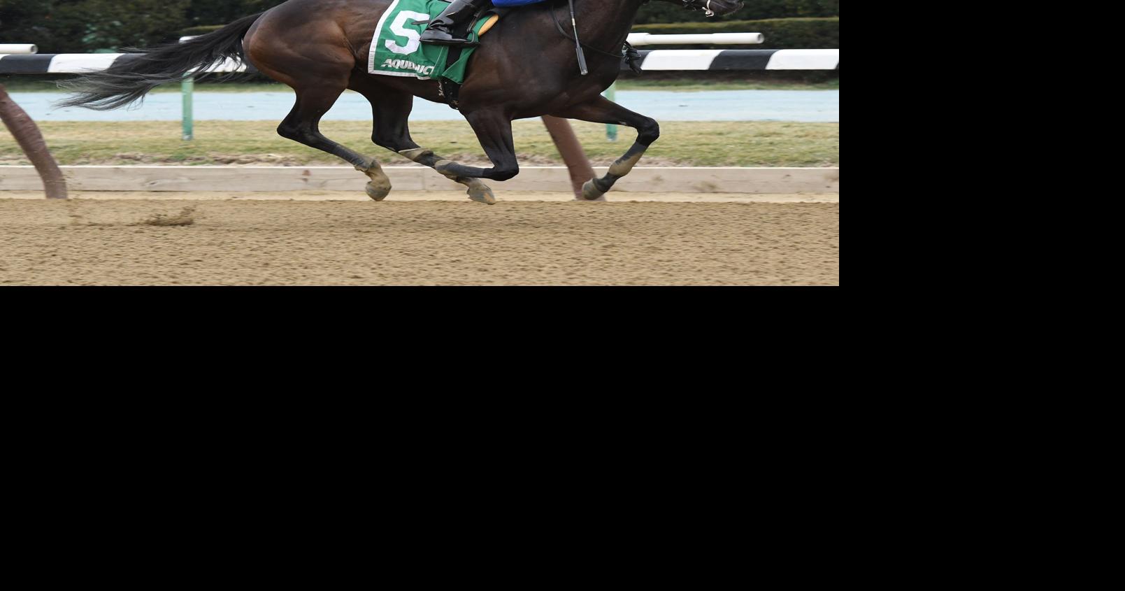 Locally bred filly Bluegrass Flag turning heads