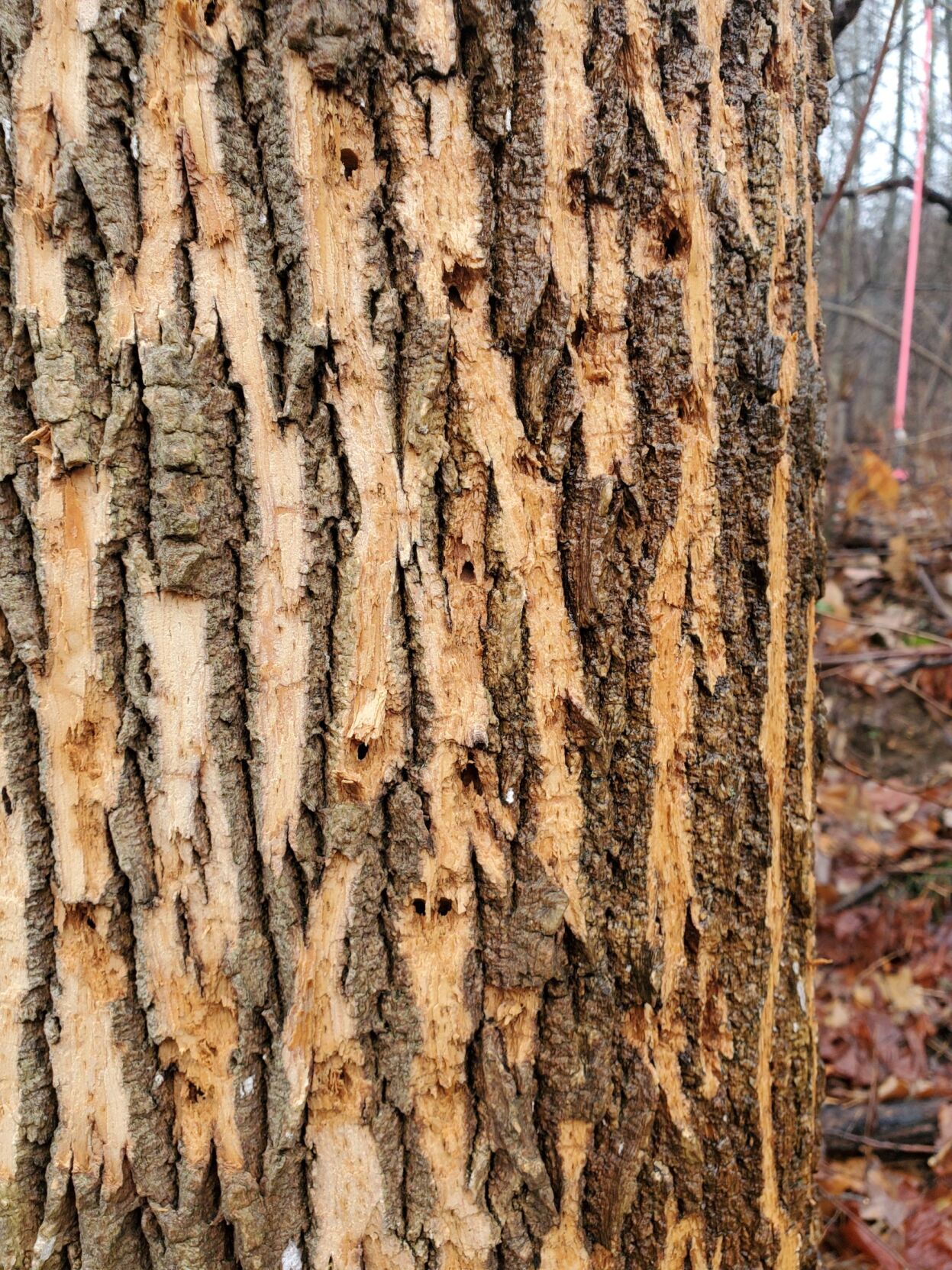 Warren County landowners urged to watch for emerald ash borer infestation