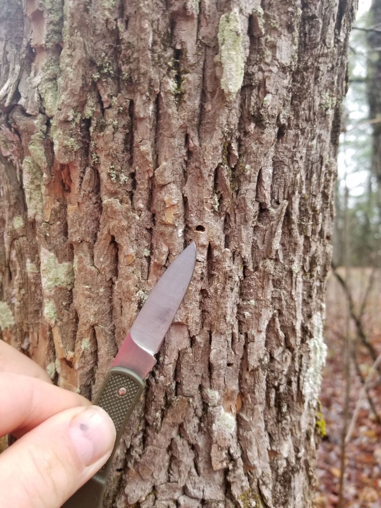 Warren County landowners urged to watch for emerald ash borer infestation