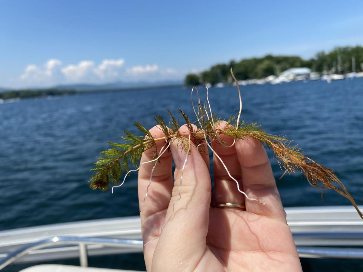 More than 20 tons of milfoil removed from Lake George | Local ...