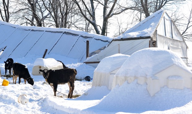 Weight of snow, ice collapses multiple barns
