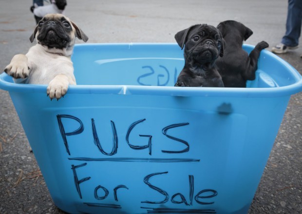 Pugs On Parade