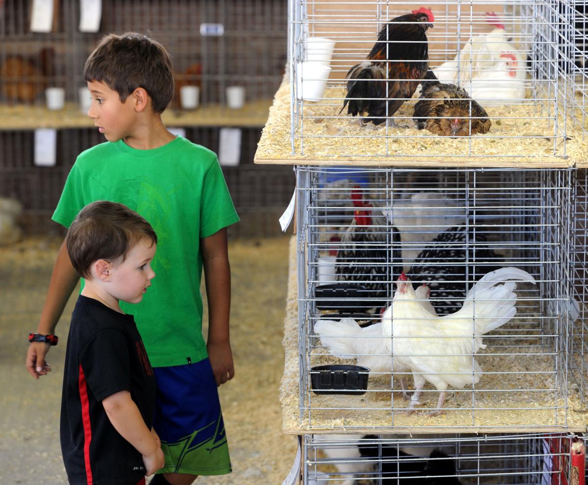 Washington County Fair Notebook: Chickens come home