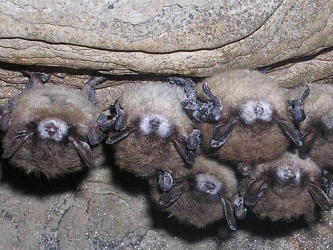Gone batty: Tree clearing on the Feeder Canal won't disrupt the ...