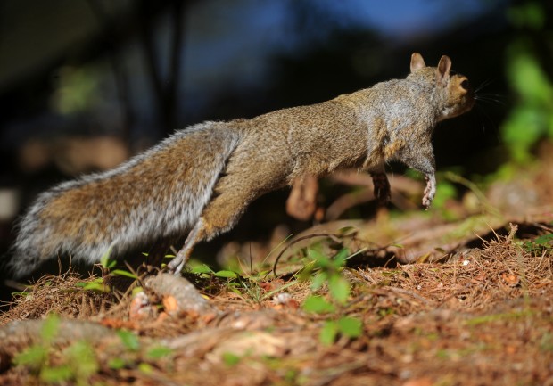 Squirrelly behavior