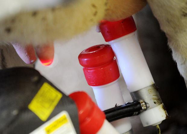 With robot milkers, farmers buy time