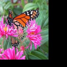 Magnificent monarchs