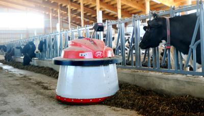 Robotic dairy barn