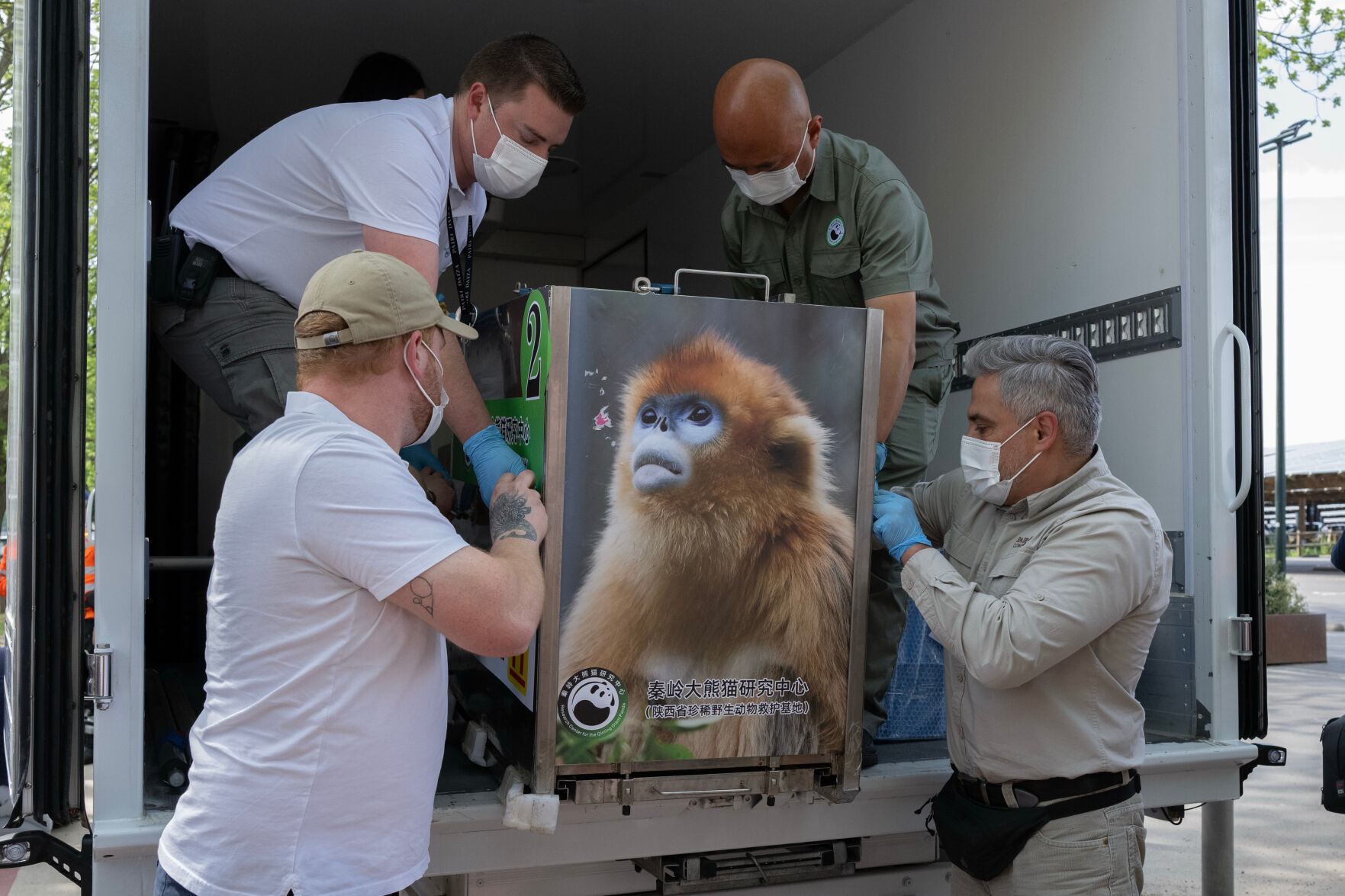 China's rare golden monkeys debut at European zoos