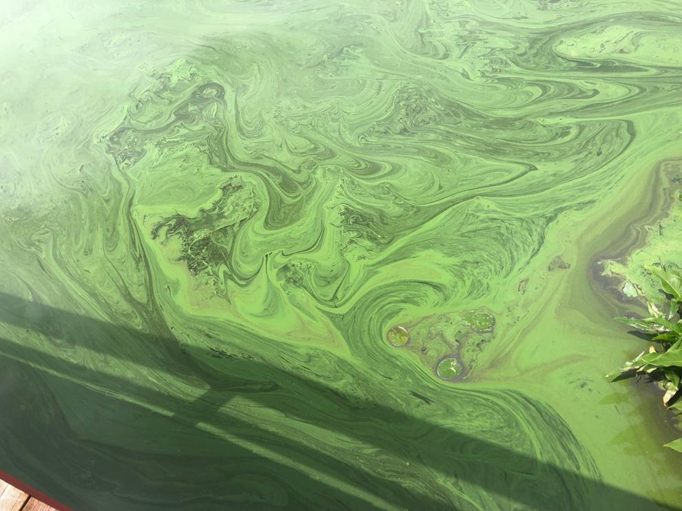 Understanding harmful algal blooms and their impact on drinking water