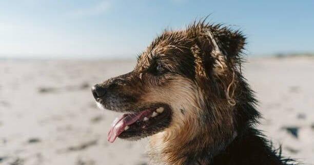 Five dog friendly beaches in the U.S. your pup will love