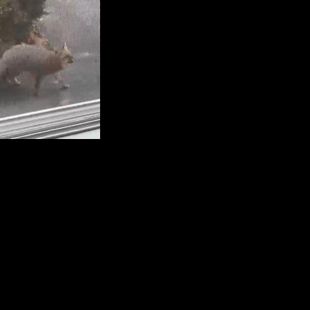 Queensbury rabid fox attack was "scariest moment of my life"