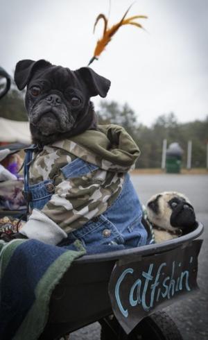 Pugs On Parade