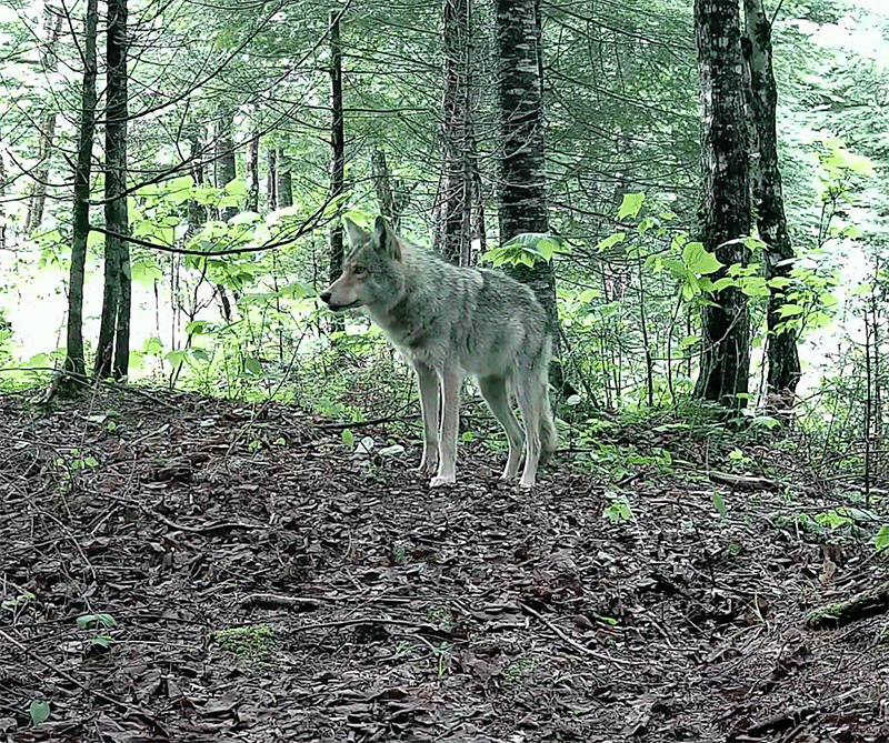 Bill introduced to provide better protection to wolves in New York