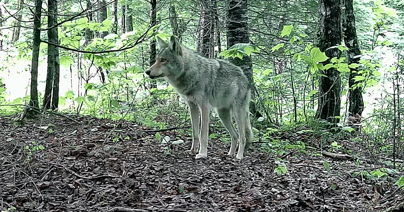 Bill introduced to provide better protection to wolves in New York