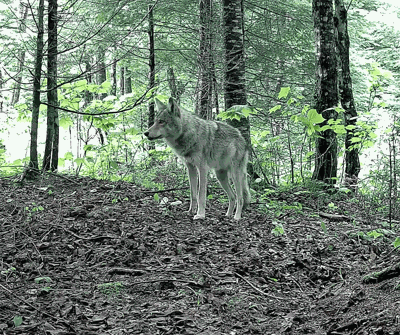 Bill introduced to provide better protection to wolves in New York
