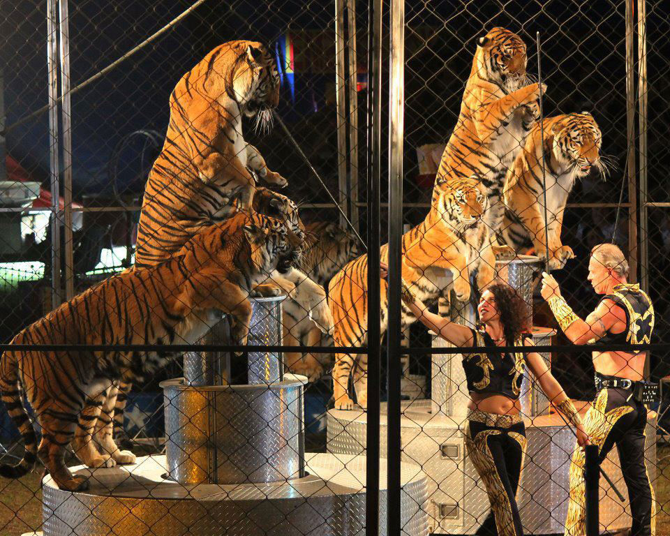 Petition calls to cancel tiger shows at Essex County Fair