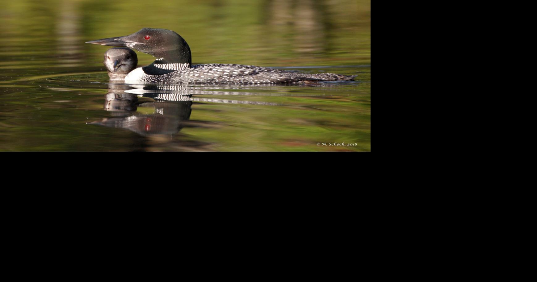 Loon Bird Funny Images