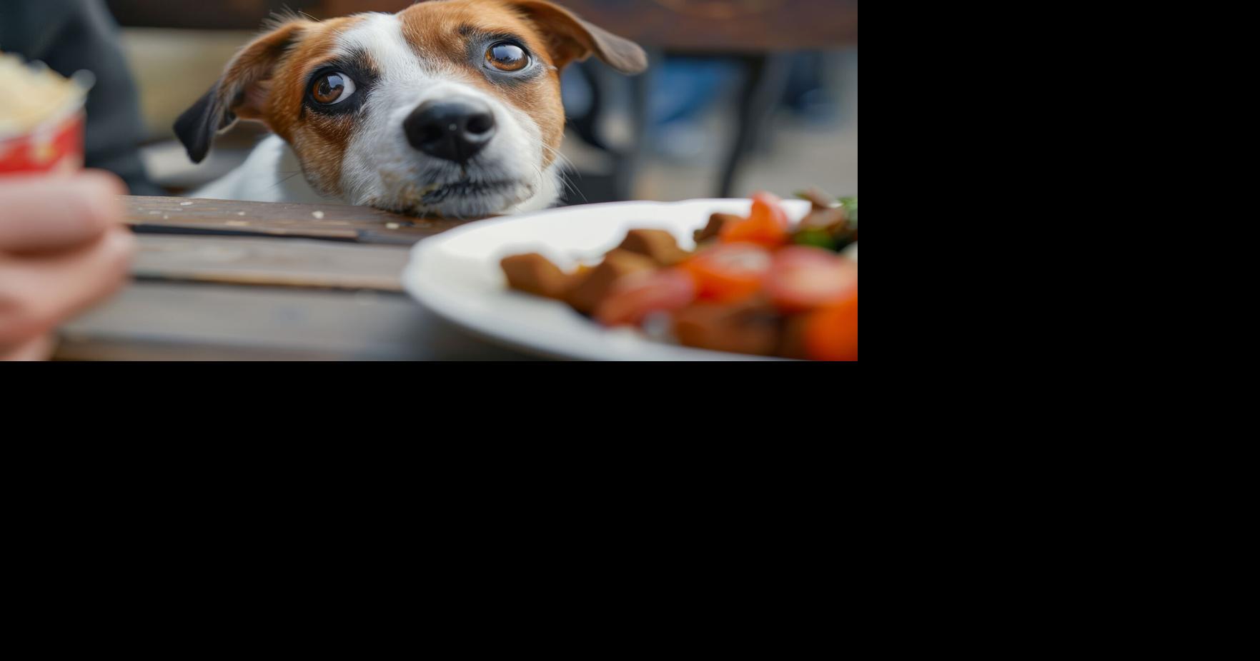 LIFE-my-pet-world-DMT