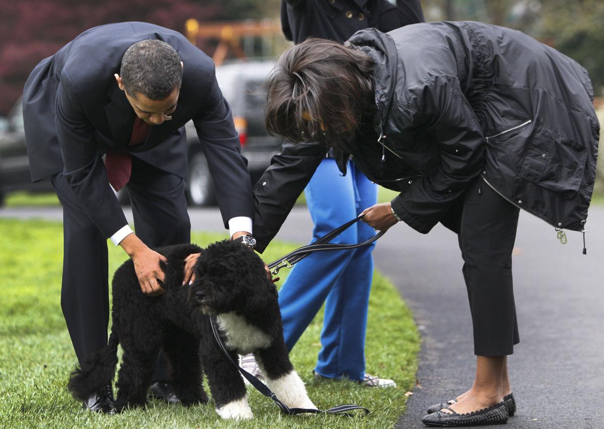 Obamas' dog Bo, once a White House celebrity, dies from cancer ...