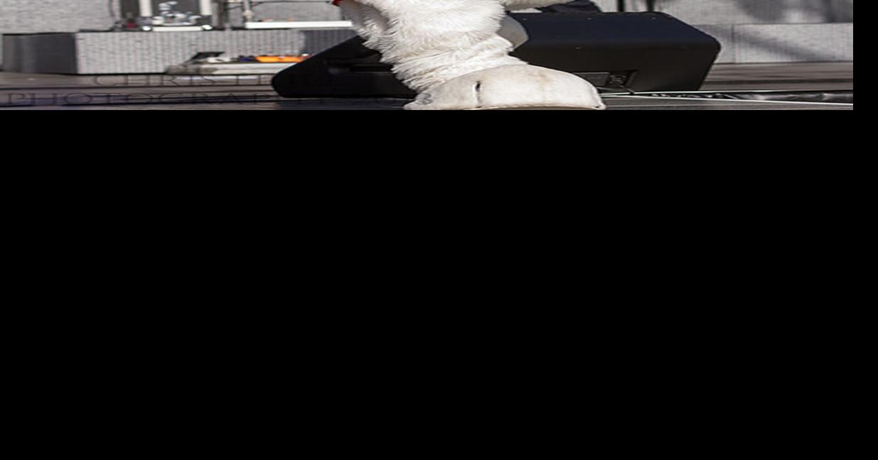 Chubby, Charlotte Checkers