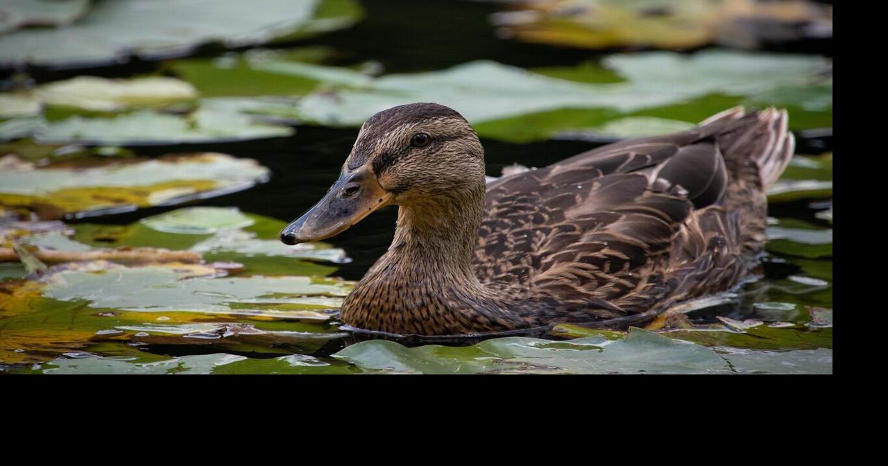 Accessible birding programs at Wilton Wildlife Preserve