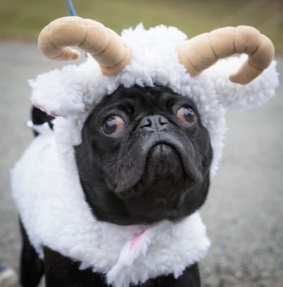 Annual pug parade event moving to Lake Luzerne