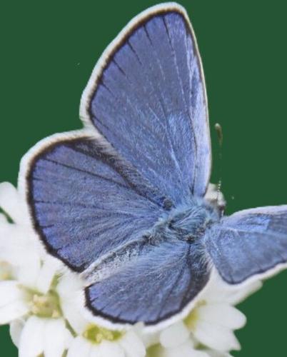 Karner blue butterfly walk