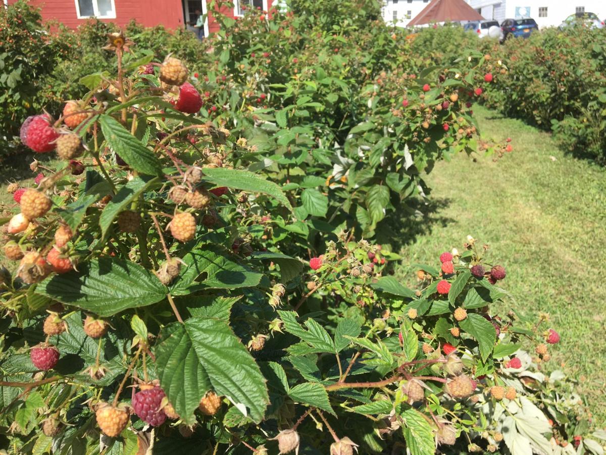 BLOG: Berry-picking is not over