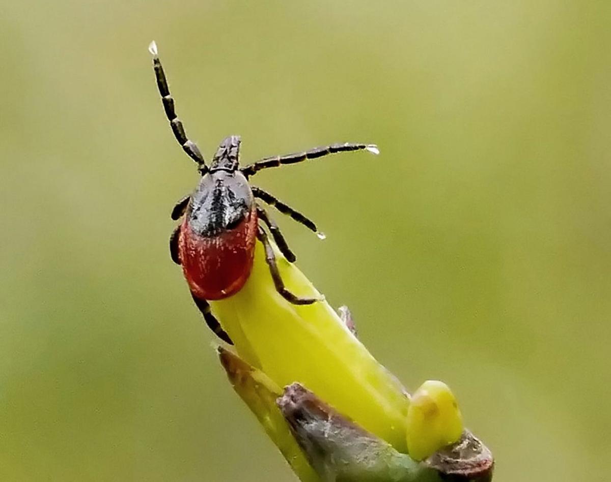 Active tick season is underway | Local | poststar.com
